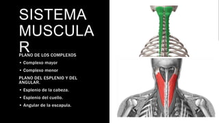 BIOMECÁNICA DE LA COLUMNA VERTEBRAL.pptx