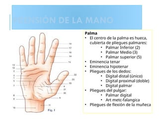 biomecánica de la mano, ortopedia y traumatología | PPTX