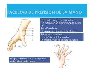 biomecánica de la mano, ortopedia y traumatología | PPTX