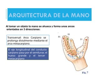 biomecánica de la mano, ortopedia y traumatología | PPTX