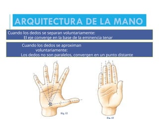 biomecánica de la mano, ortopedia y traumatología | PPTX