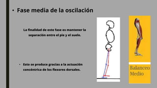 Biomecánica de la Marcha | PPTX