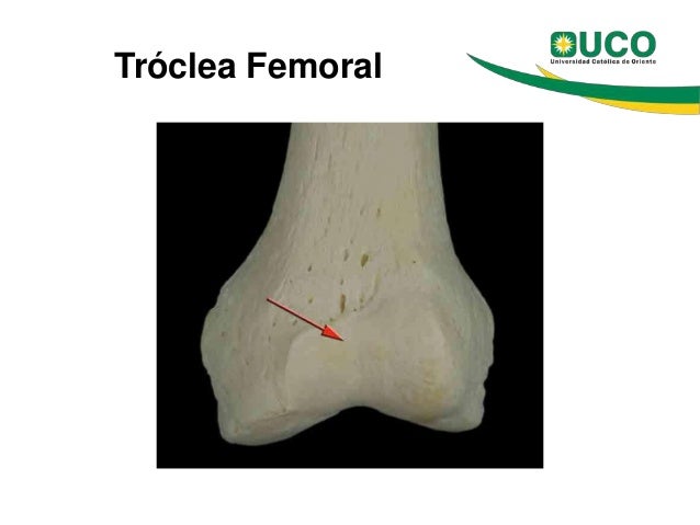 Biomecánica de la rodilla.
