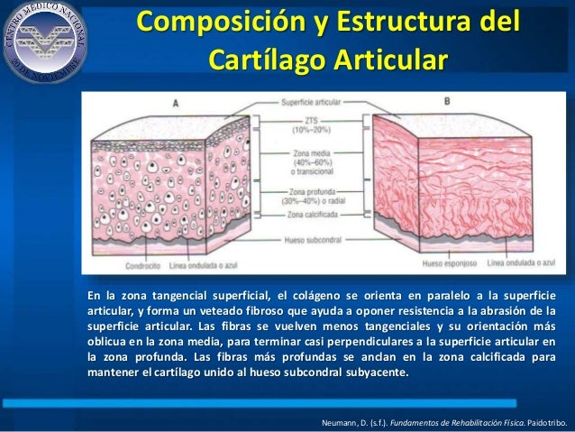 Biomecánica del cartílago