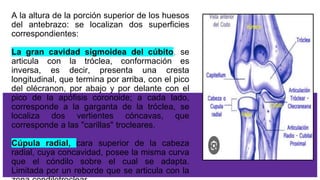 BIOMECÁNICA DEL CODO PRESENTACION EN POWER POINT | PPTX