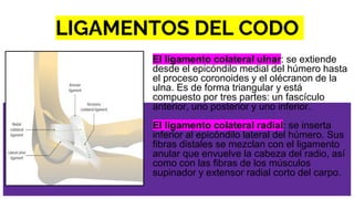 BIOMECÁNICA DEL CODO PRESENTACION EN POWER POINT | PPTX