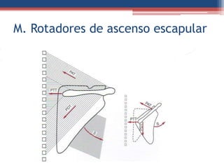 Biomecánica del hombro Clase 4 | PPT