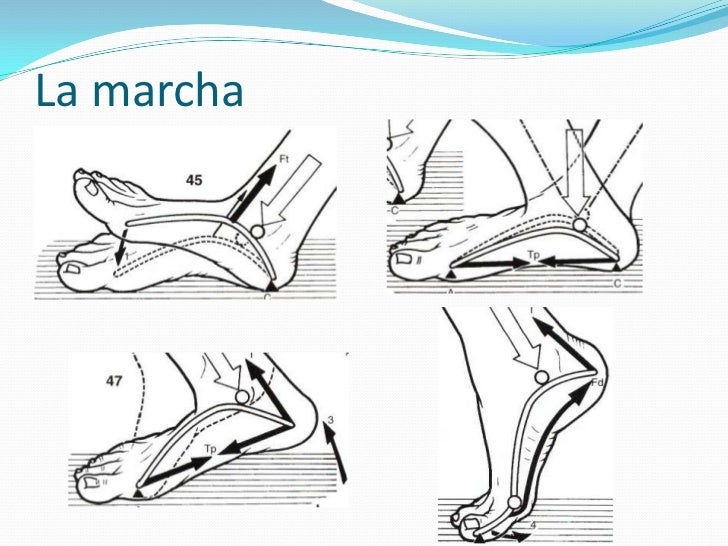 Biomecánica del pie