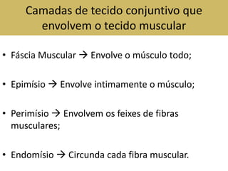 Biomecânica do Músculo Esquelético Humano | PPTX
