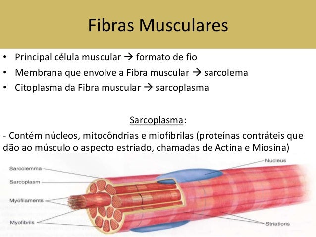 Biomecânica do Músculo Esquelético Humano