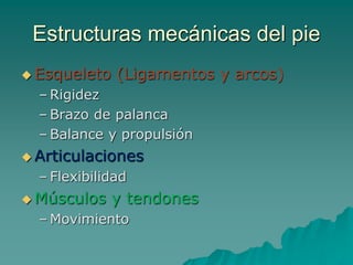 BIOMECÁNICA Y ANATOMÍA DEL PIE sesion 4.pptx