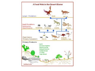 Desert Biome Food Web