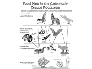 Desert Ecosystem Food Web