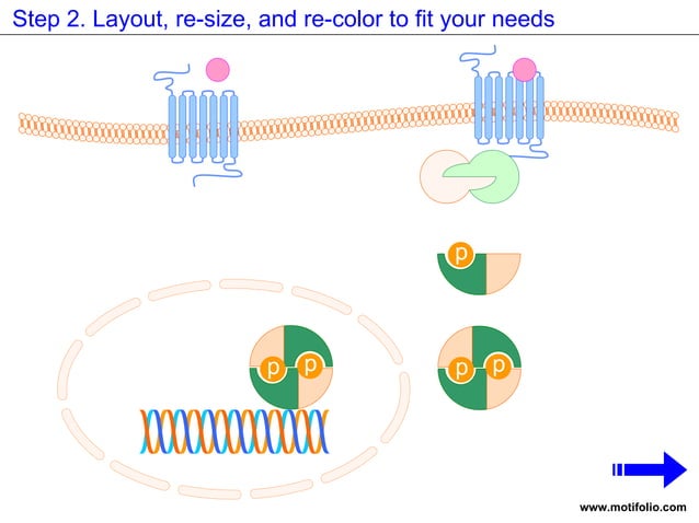 Biomedical PowerPoint Toolkits for Presentations | PPT