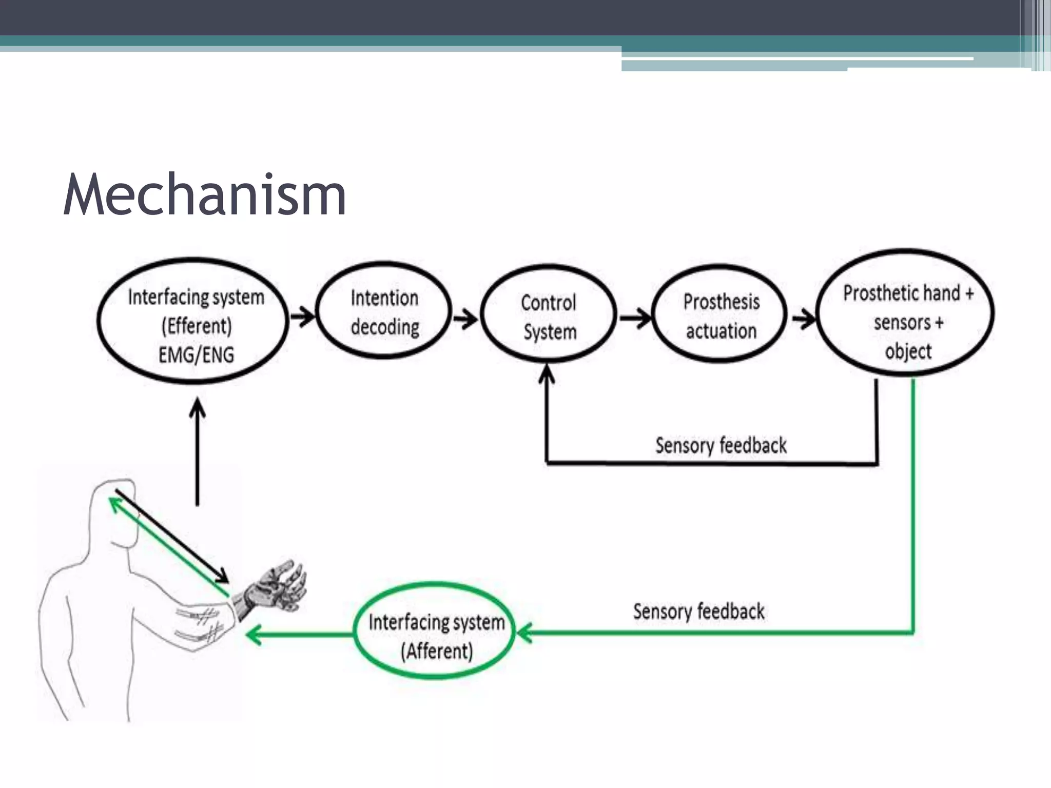 Biomedical Engineer Ppt