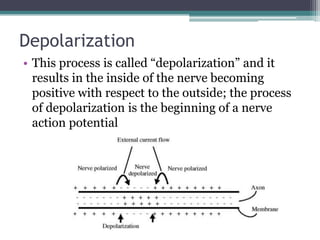 Biomedical physics (10) + (11) | PPTX