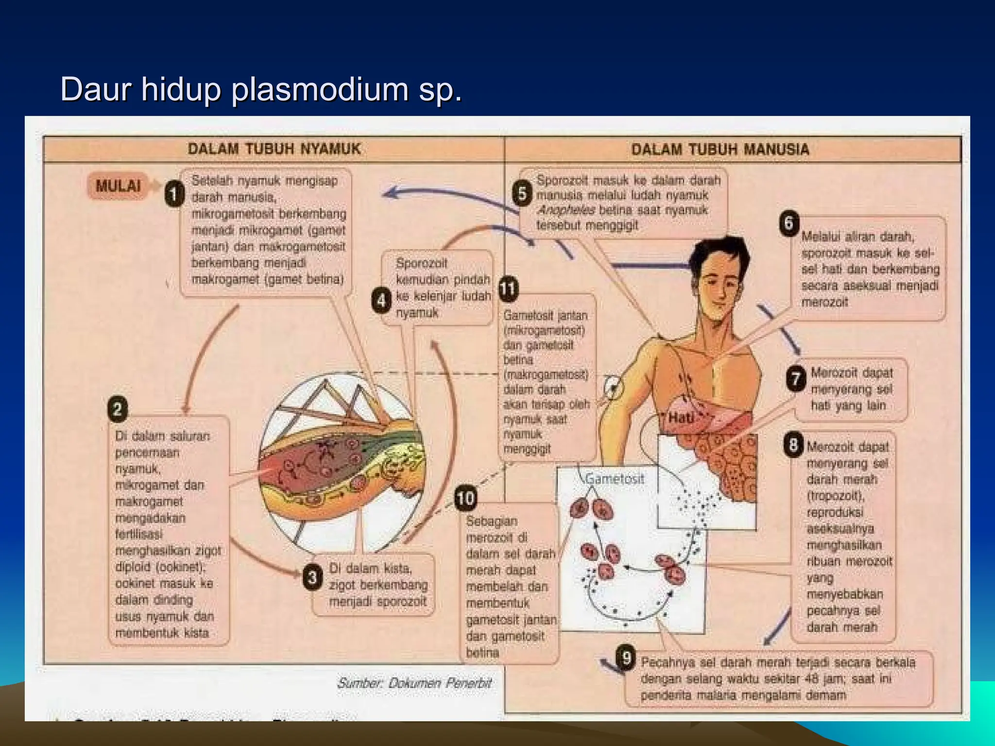 Jenis dan morfologi protozoa penyebab penyakit tidak menular | PPT