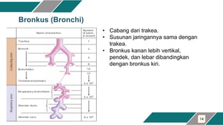 Human Anatomy and Physiology of Respiratory System | PDF