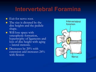 Biomehanics of thoracic spine.ppt
