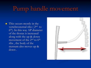 Biomehanics of thoracic spine.ppt