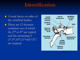Biomehanics of thoracic spine.ppt
