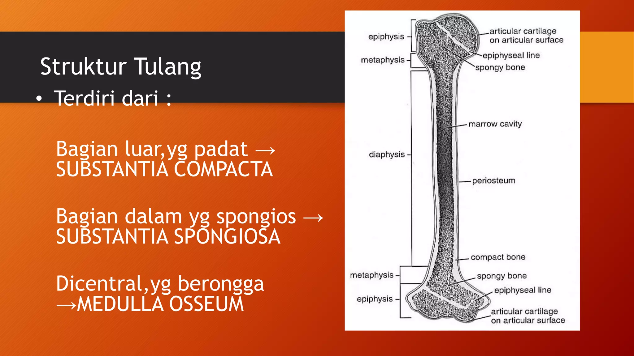 Biomekanik Jaringan dan Struktur Sistem Muskuloskeletal.pptx