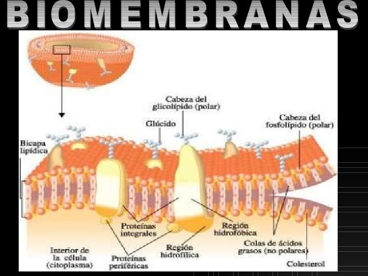 La Biología Molecular y Celular; Importante Factor en la formación del ...