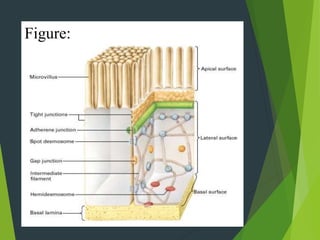 Biomembrane and cell signalling | PPTX