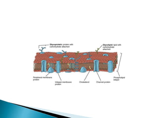 Biomembrane basic | PPTX