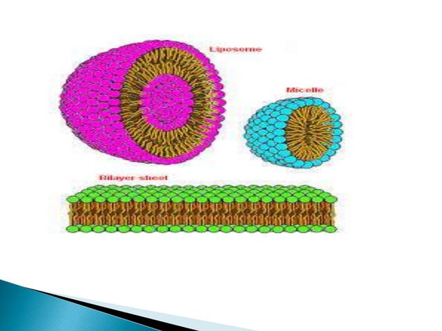 Biomembrane basic | PPTX