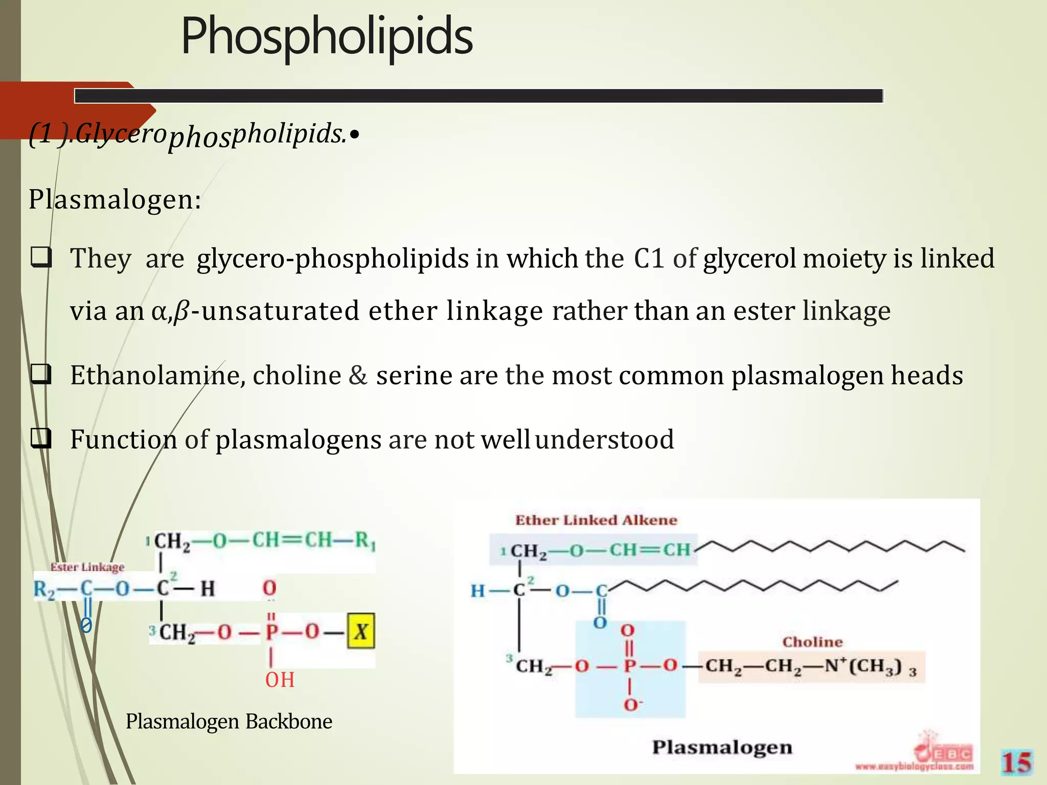 membrane lipids & its types | PPTX