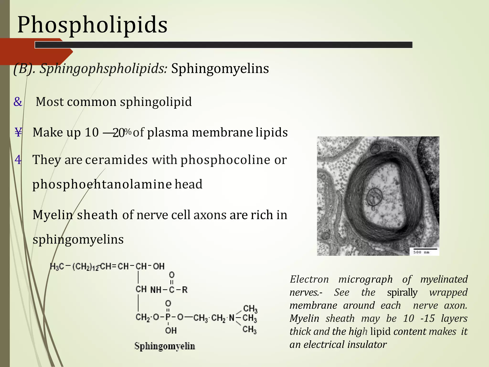membrane lipids & its types | PPTX