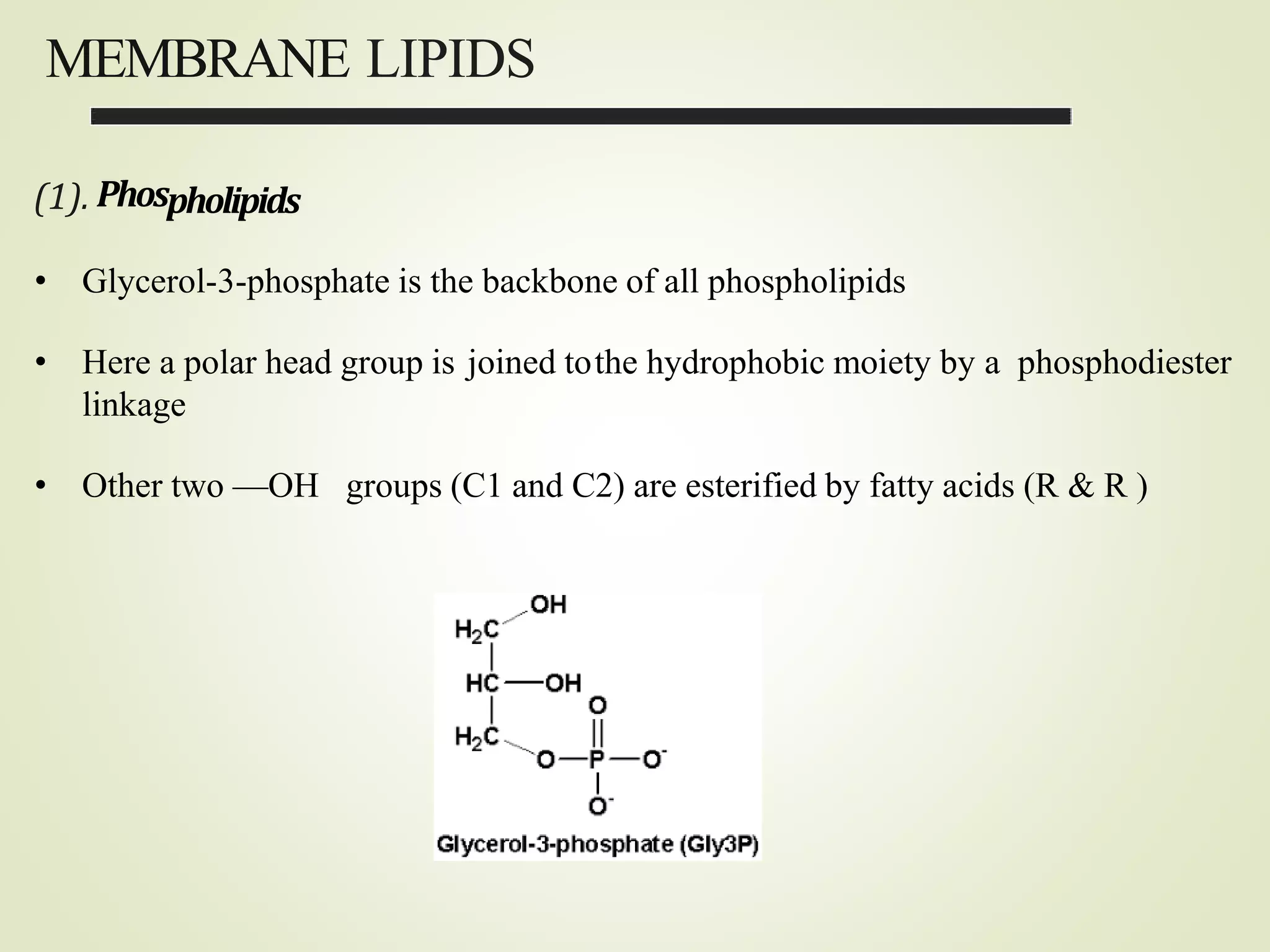 membrane lipids & its types | PPTX