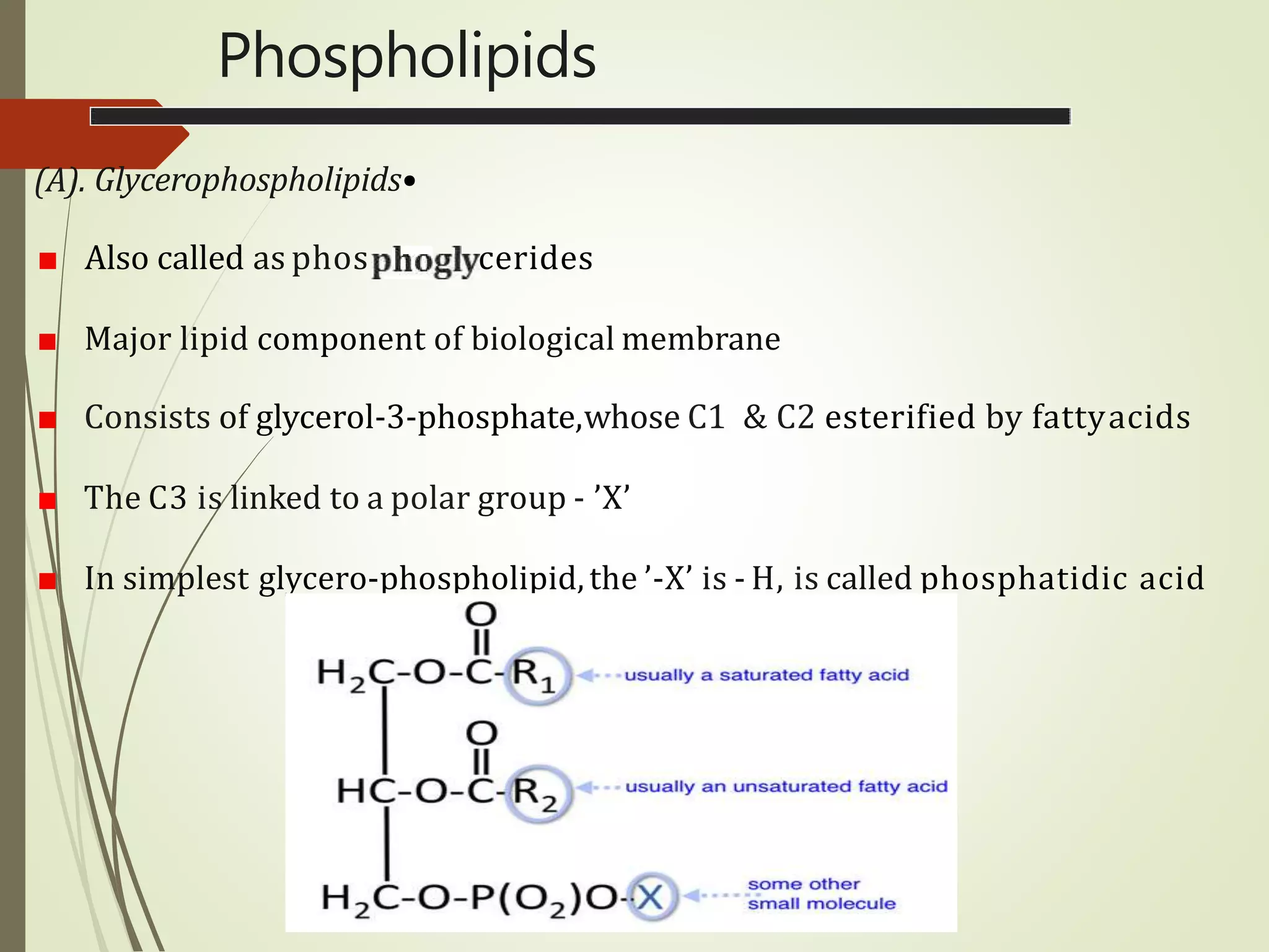 membrane lipids & its types | PPTX