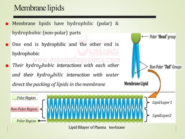 membrane lipids & its types | PPTX | Chemistry | Science