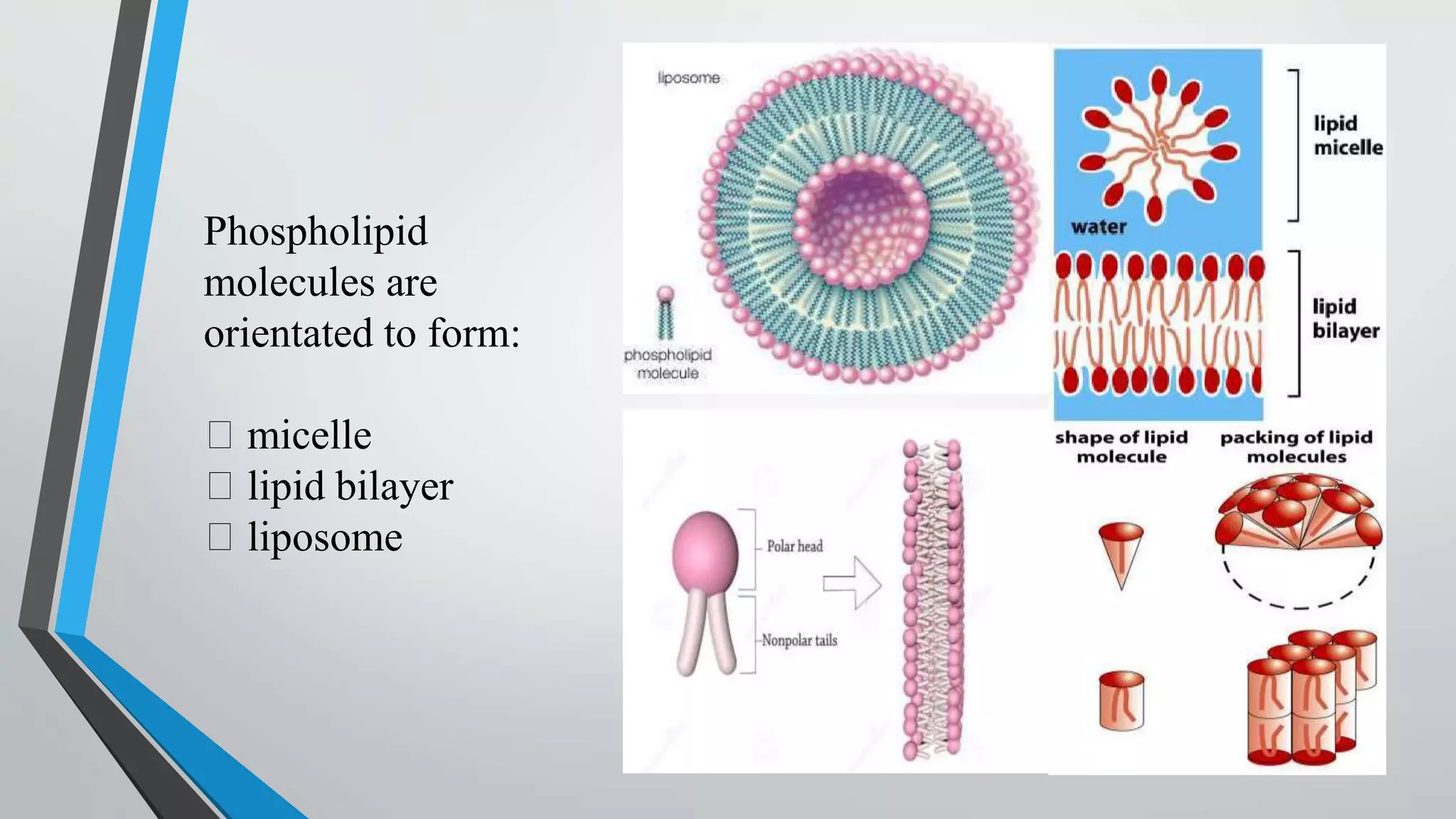 Biomembranes (lipids, proteins, carbohydrates) | PPTX