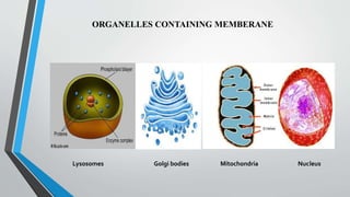 Biomembranes (lipids, proteins, carbohydrates) | PPTX