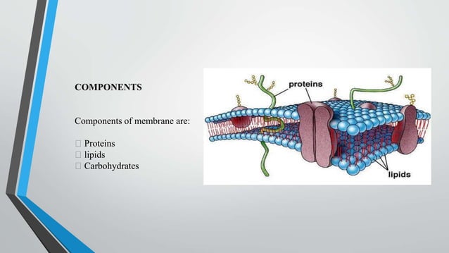 Biomembranes (lipids, proteins, carbohydrates) | PPTX