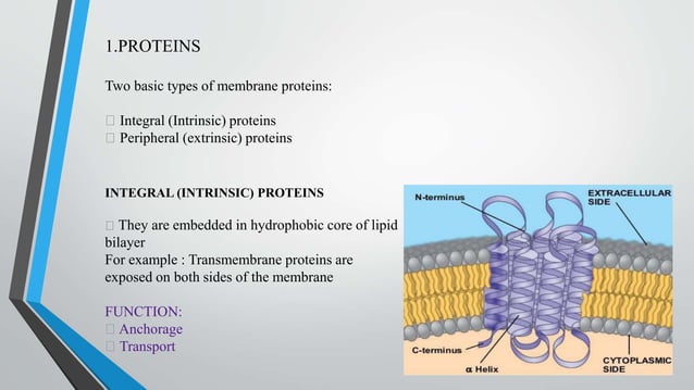 Biomembranes (lipids, proteins, carbohydrates) | PPTX