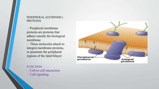 Biomembranes (lipids, proteins, carbohydrates) | PPTX