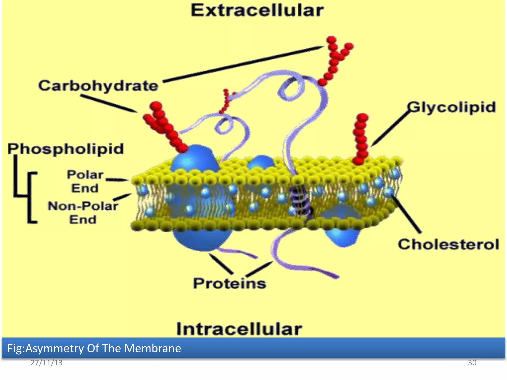 Biomembranes and biofilms saurabh | PPTX