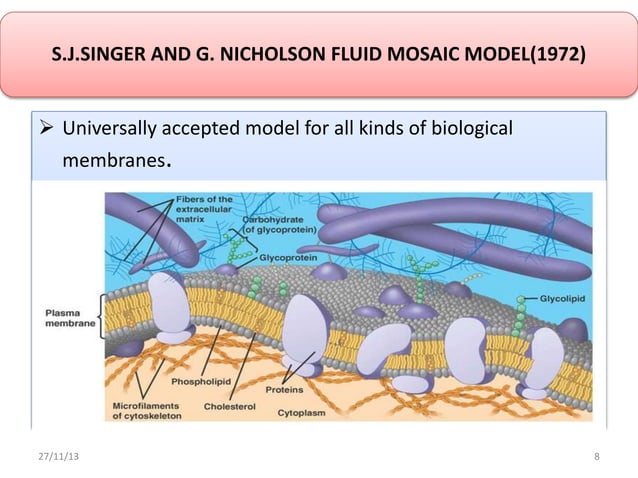 Biomembranes and biofilms saurabh | PPTX | Chemistry | Science