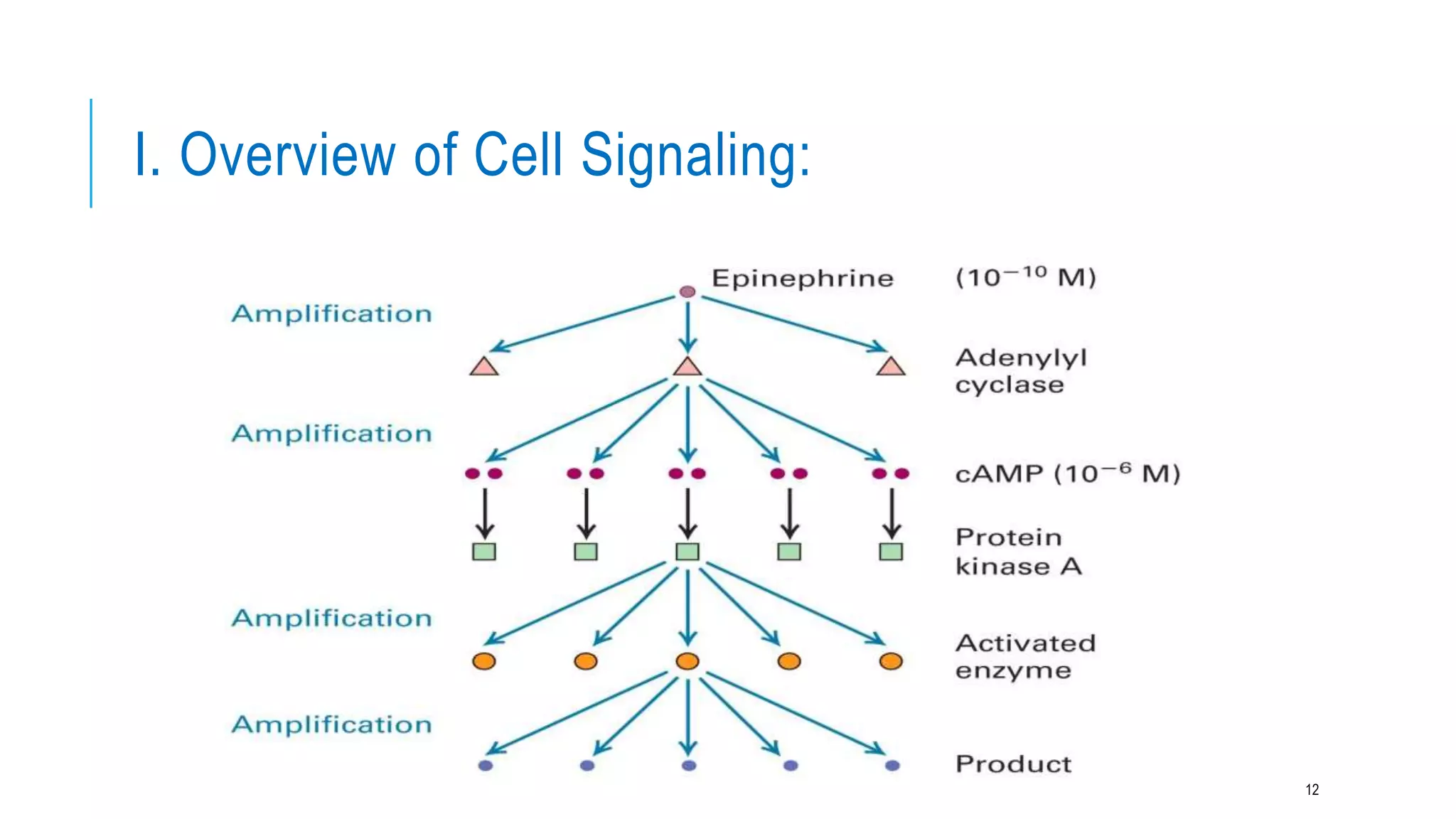 Biomembrane Signaling Transduction | PPT