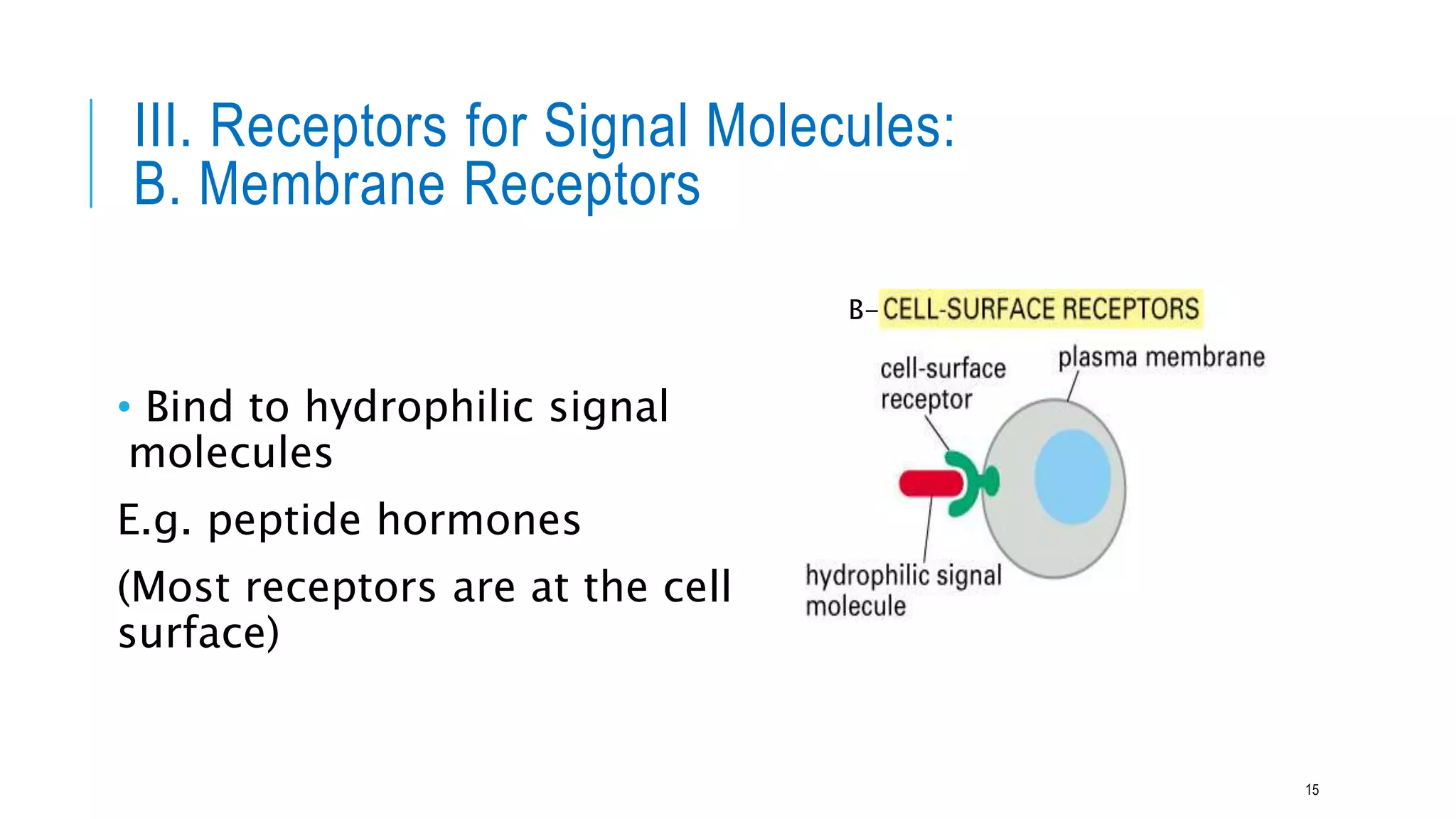 Biomembrane Signaling Transduction | PPT