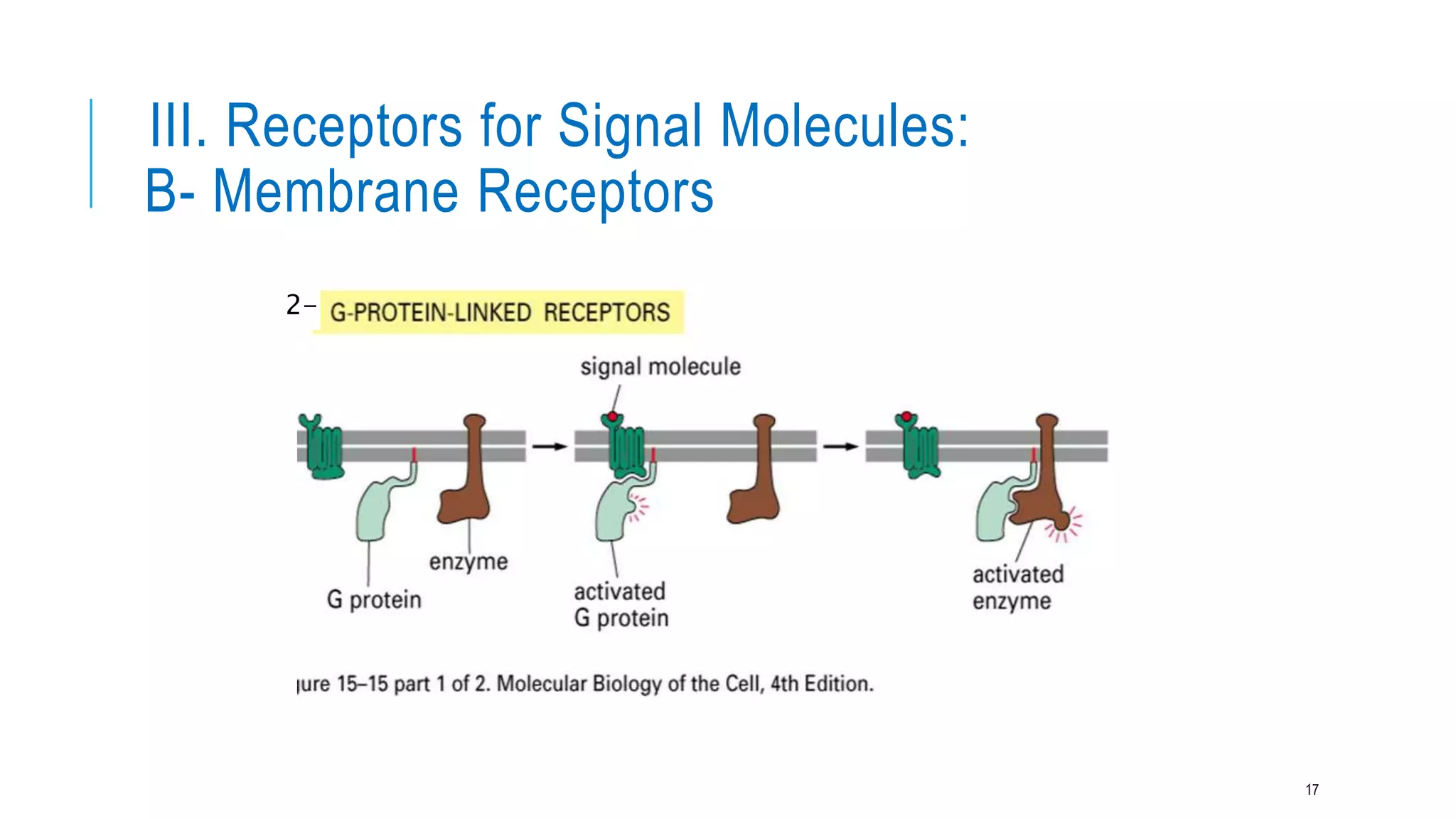 Biomembrane Signaling Transduction | PPT