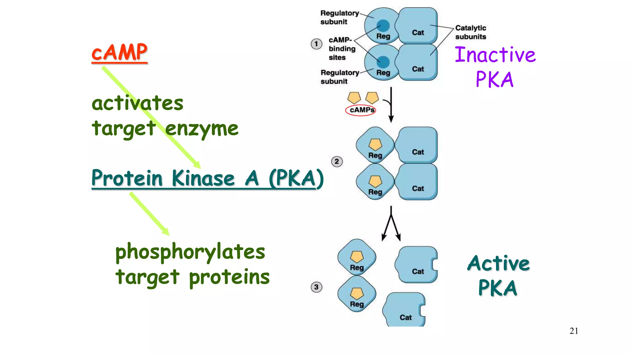 Biomembrane Signaling Transduction | PPT
