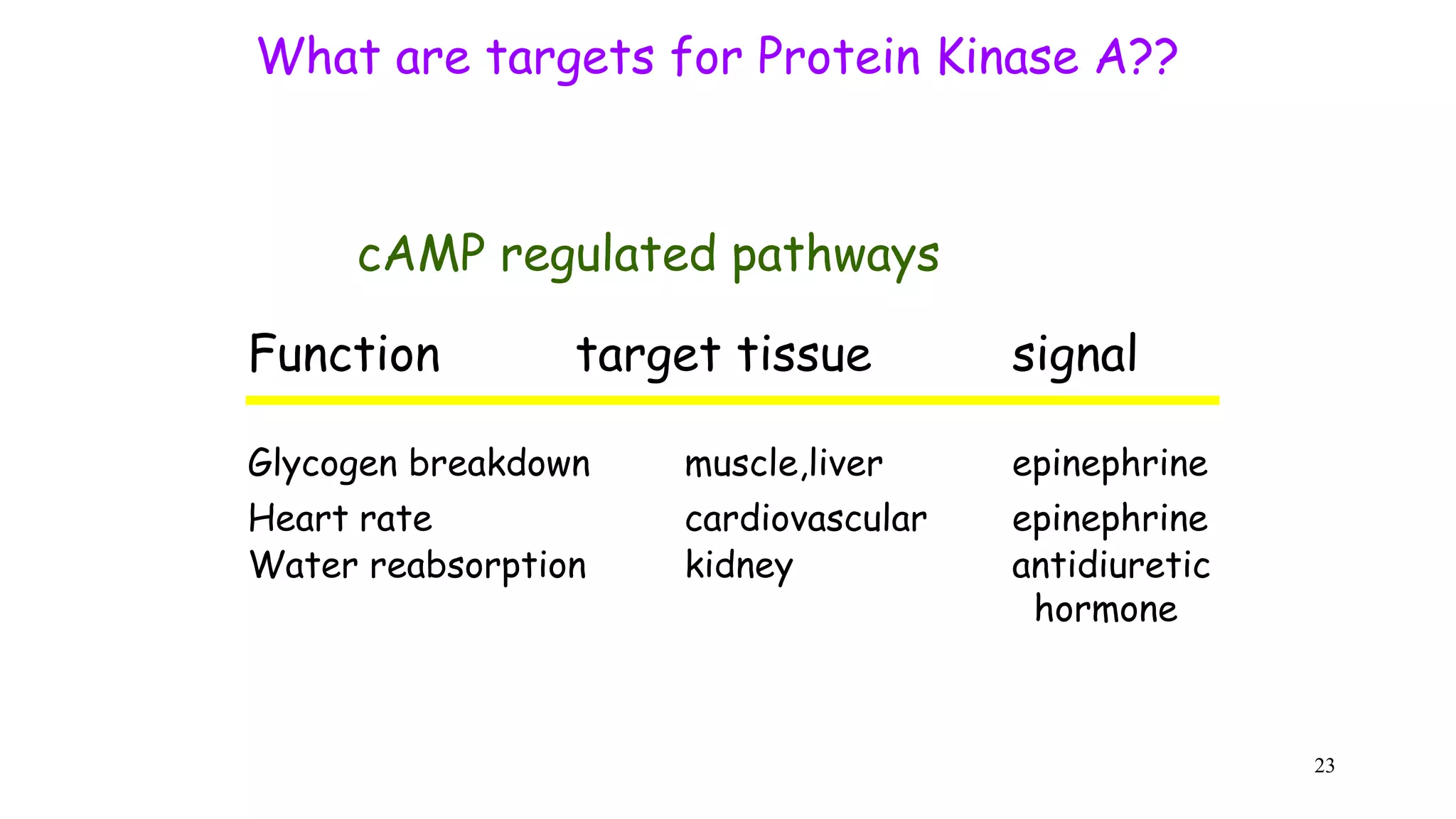 Biomembrane Signaling Transduction | PPT