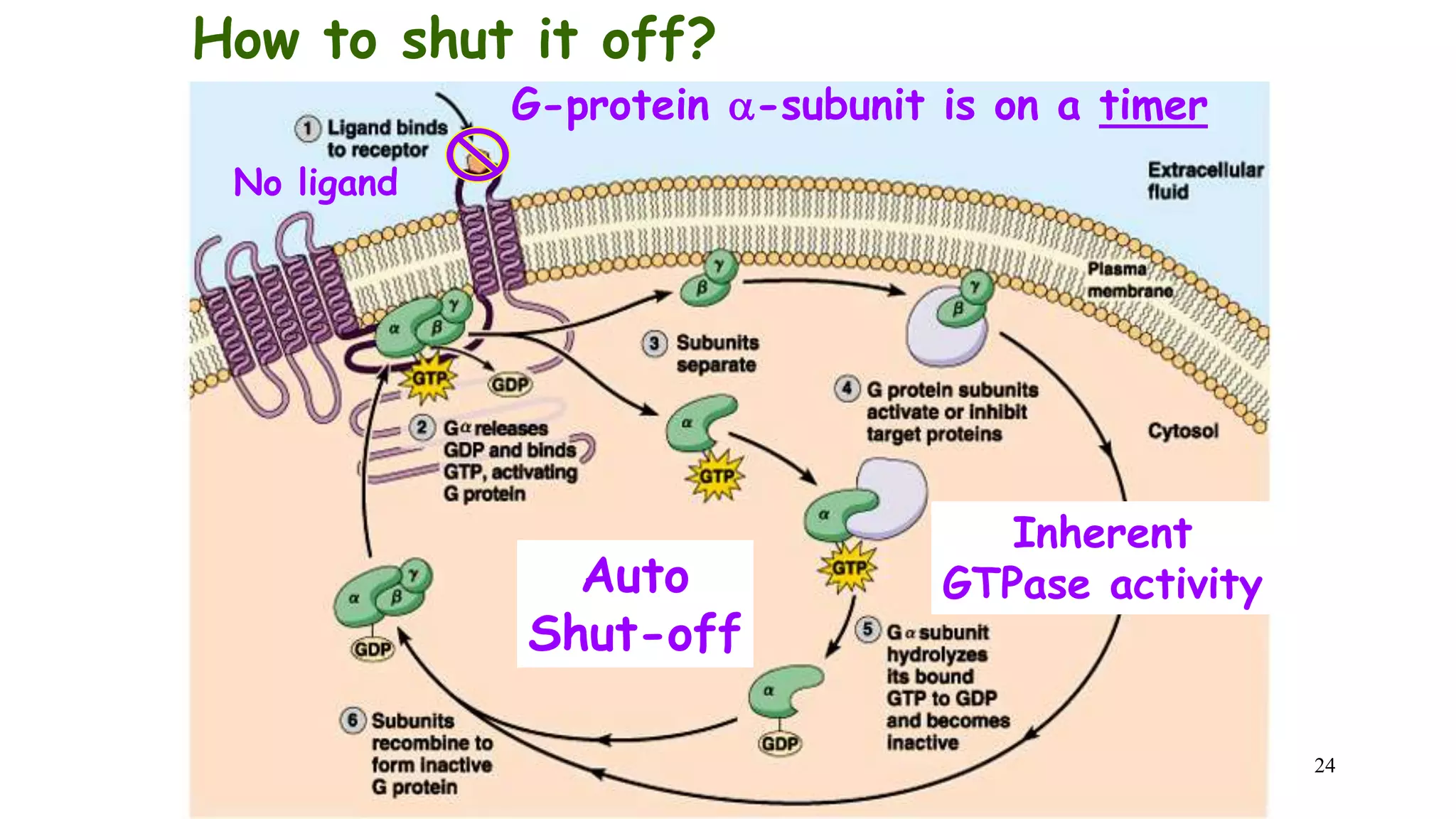 Biomembrane Signaling Transduction | PPT