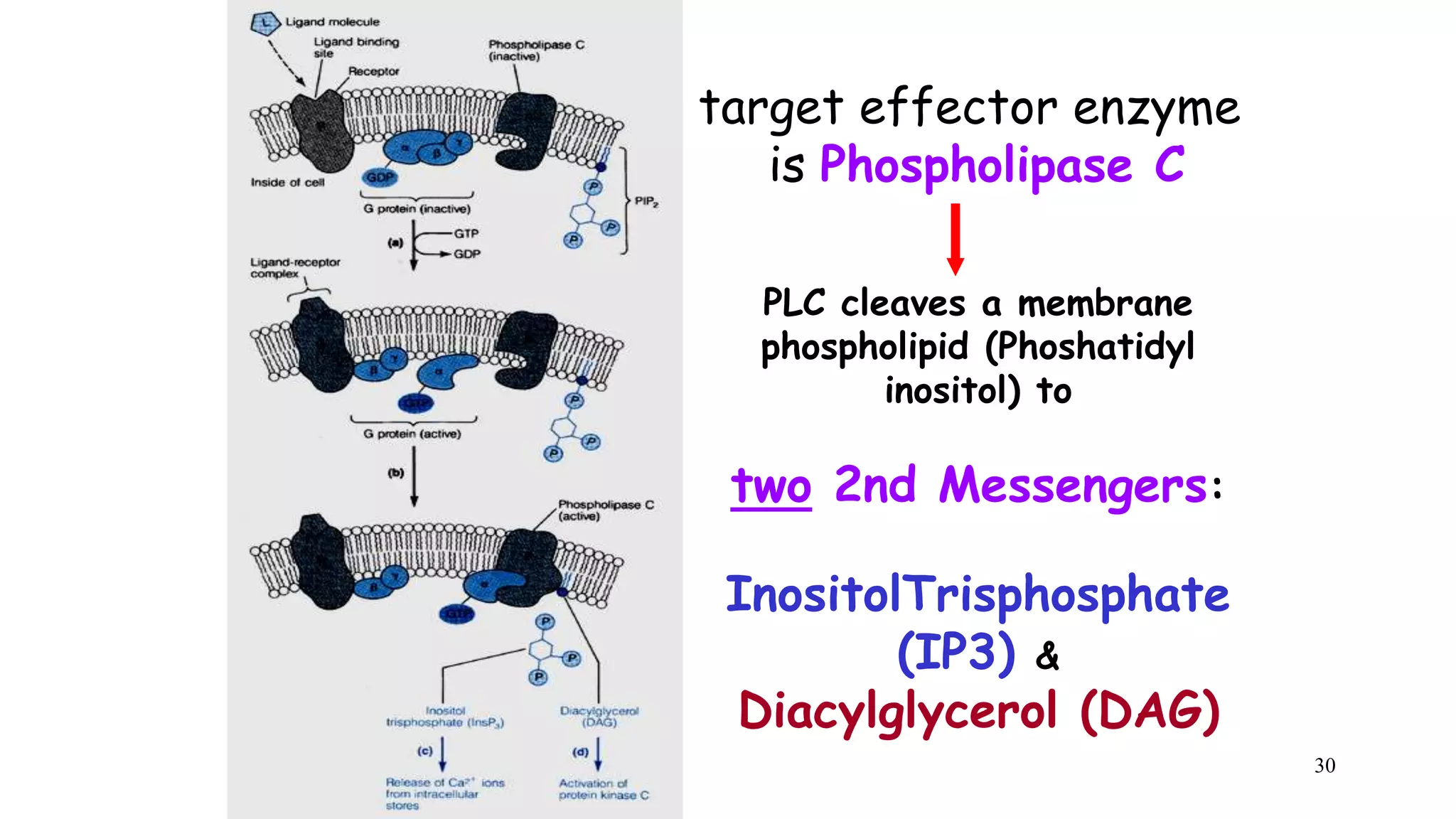 Biomembrane Signaling Transduction | PPT