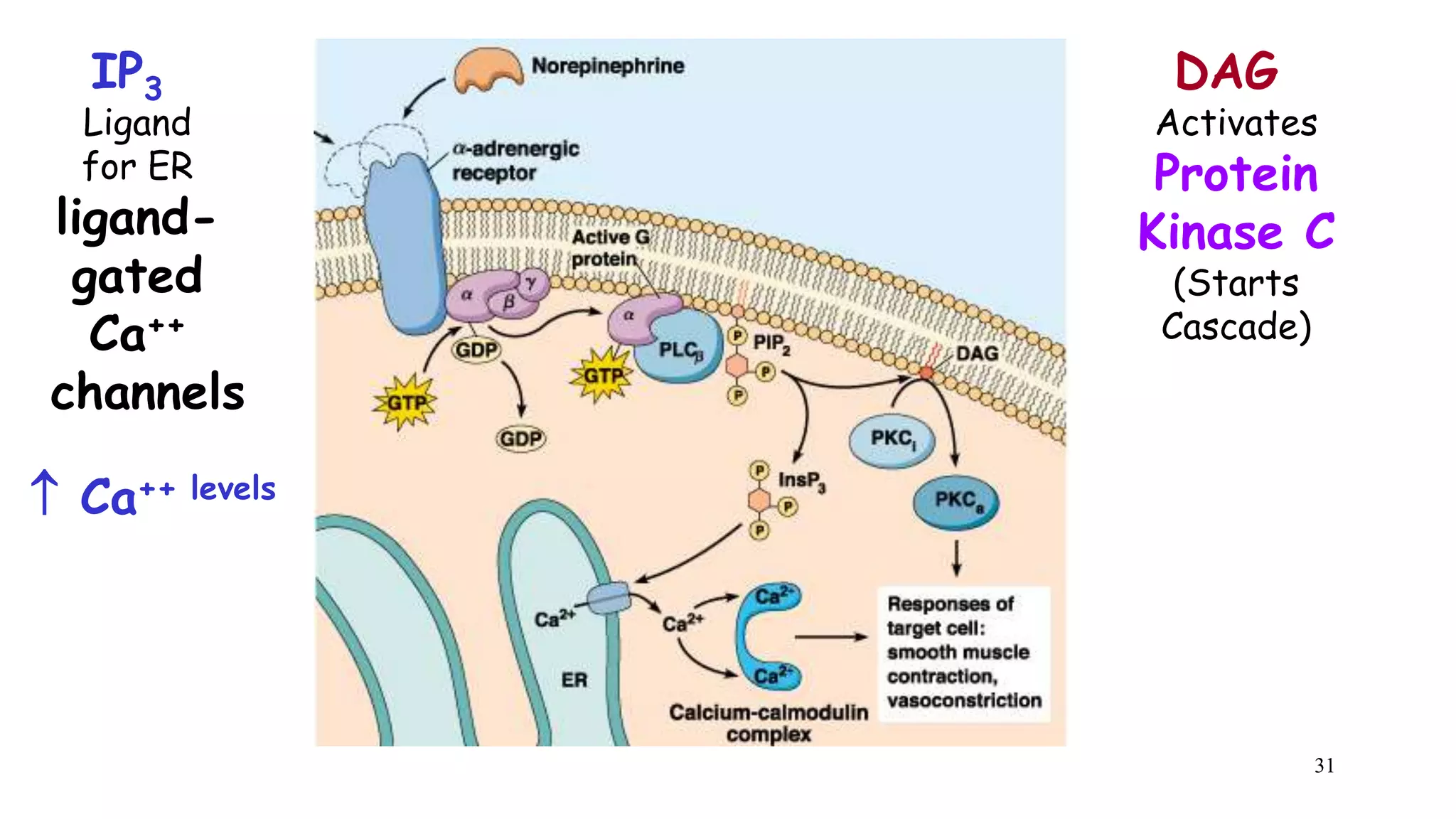 Biomembrane Signaling Transduction | PPT